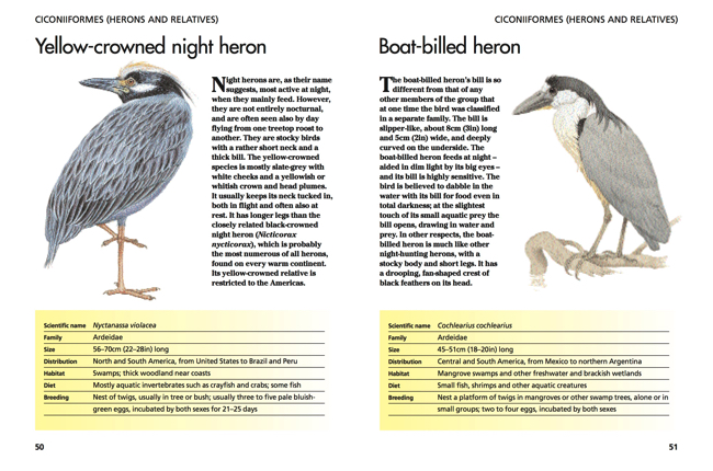 The World of Birds: Mini Encyclopedia - Amber Books