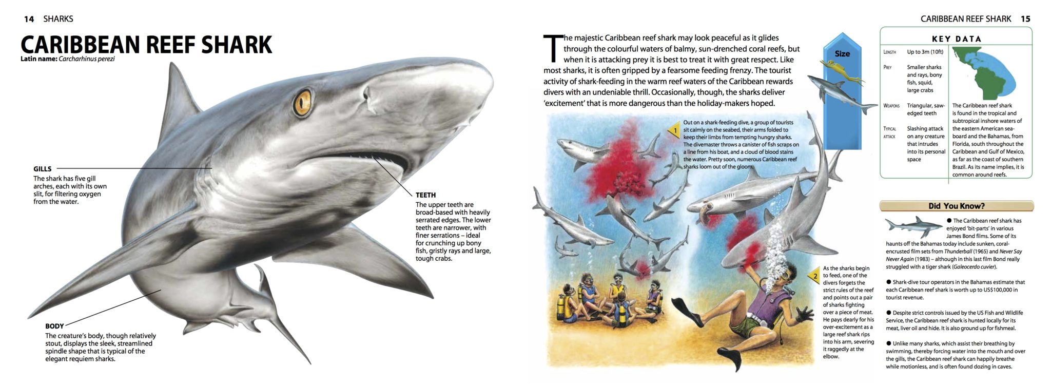 Sharks & Predators of the Deep - Amber Books