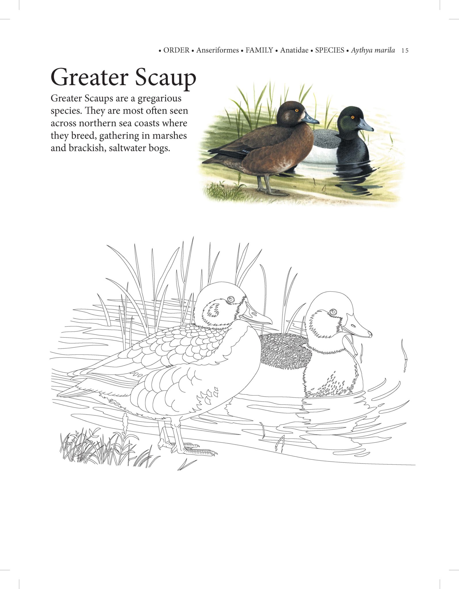 Birds of the Americas - Amber Books