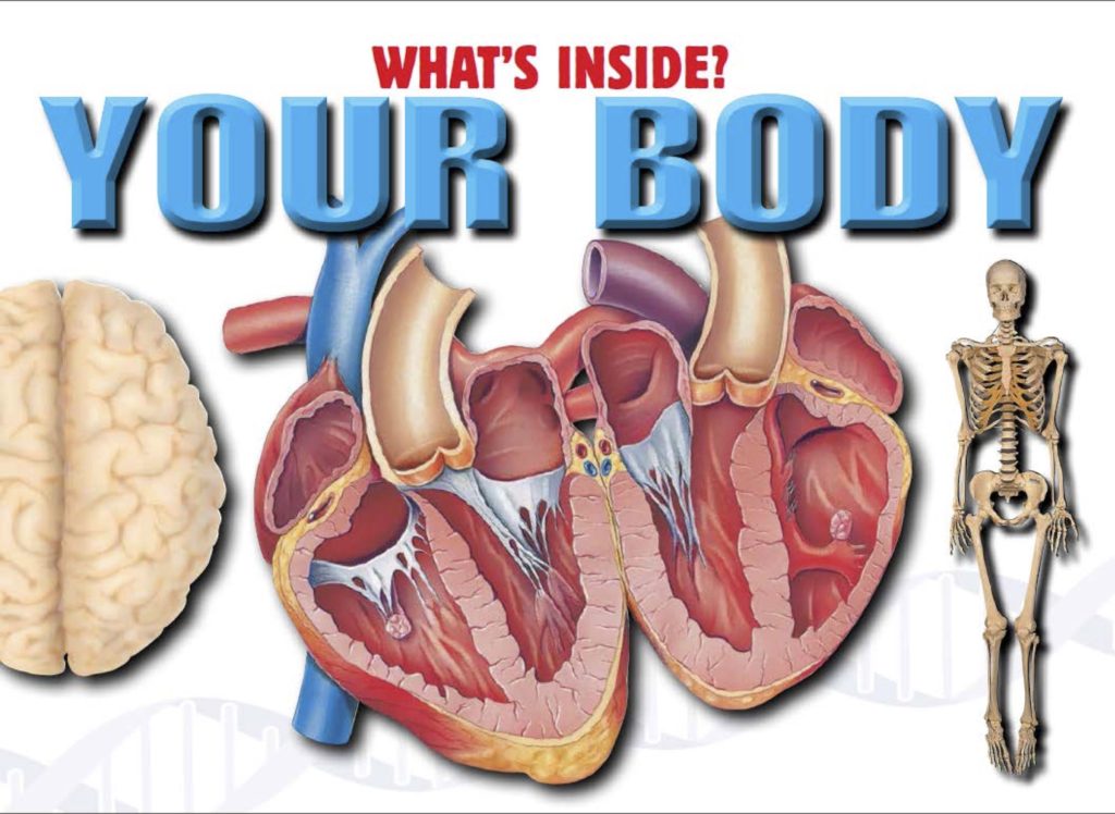 What's Inside? Your Body - Amber Books