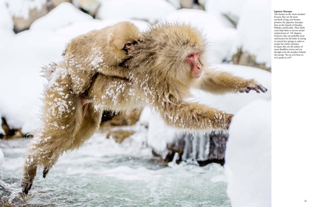 Monkeys, Apes, Gorillas and other Primates [Photo Guide] - Amber Books