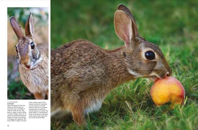 Rabbits [Photographic guide] by Tom Jackson - Amber Books