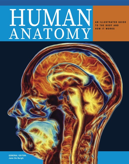 Human Anatomy [Illustrated Guide] - Amber Books